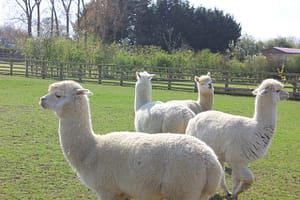 Cottages And Lodges Most With Hot Tubs Near Pickering.